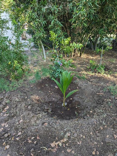 Image result for Blue Java Banana Tree