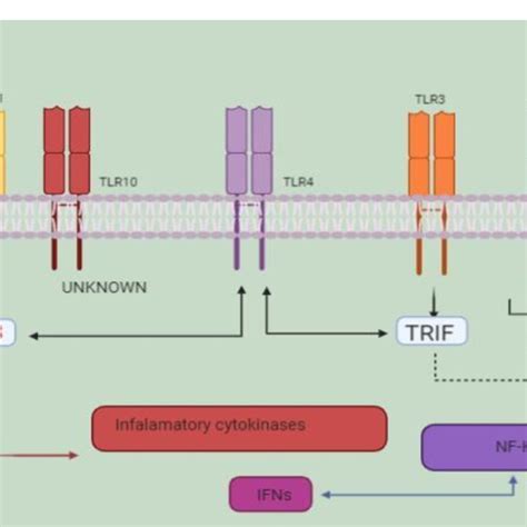 Image result for TLR Signaling Pathway