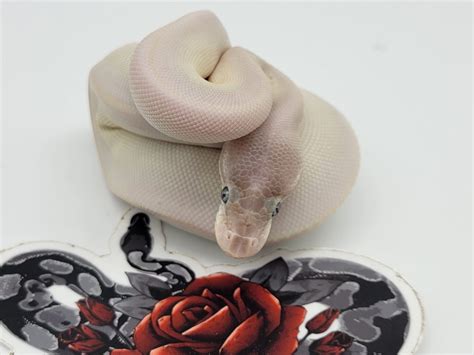Image result for Blue Eyed Lucy Ball Python