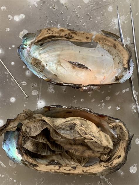 Image result for Clam Dissection