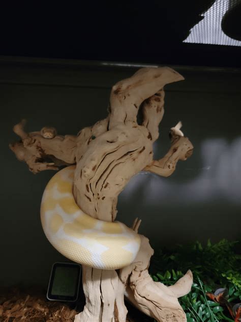 Image result for Albino Green Tree Python