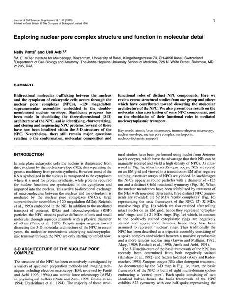 Image result for Model of Nuclear Pore Complex
