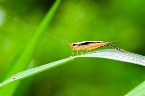 Image result for Chirping Insect