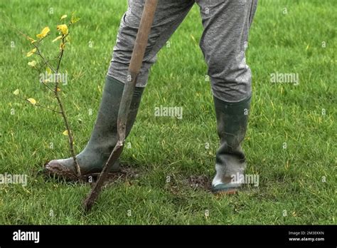 Image result for Planting a Tree Sapling