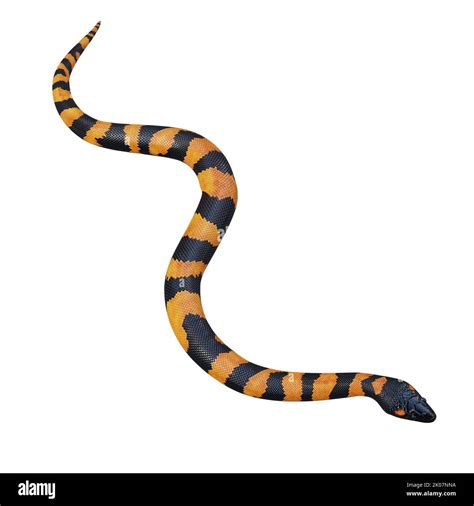 Image result for Ringed Python