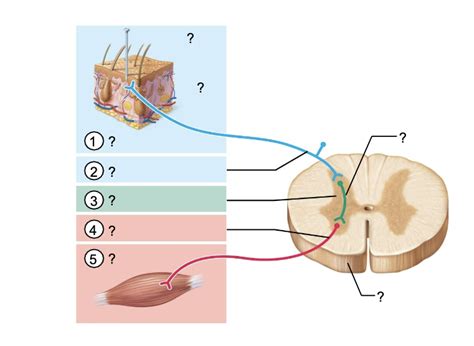 Image result for Components of Reflex Arc