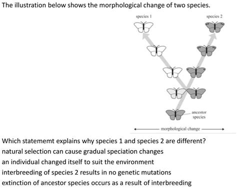 Image result for Example of Morphological Change
