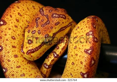 Image result for Green Tree Python Babies