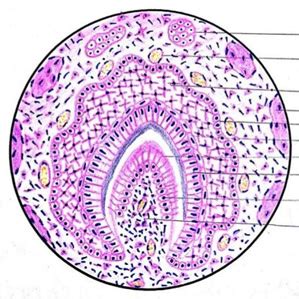 Image result for Tooth Development Video