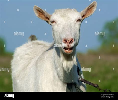 Image result for Goats Smiling