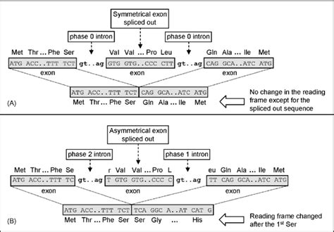 5 The effect of intron phase on alternative splicing. (A) Alternative ...