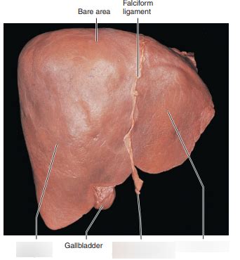 Human Liver Diagram | Quizlet
