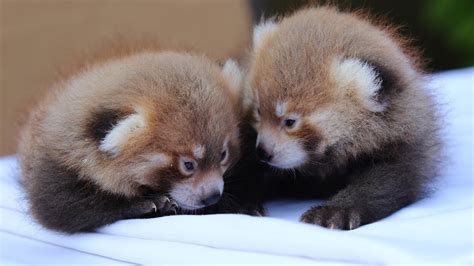 New York zoo reveals twin red panda cubs