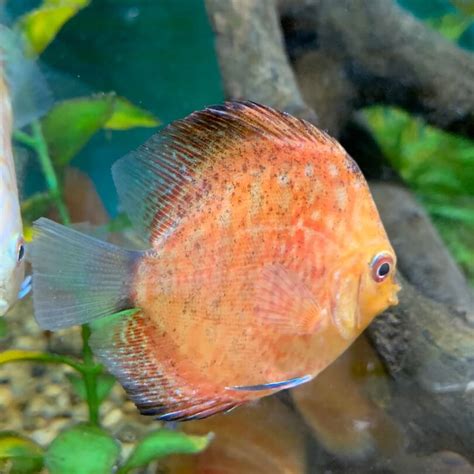 Image result for Checkerboard Discus