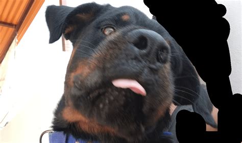 Image result for Simbas Nightmare Reactions