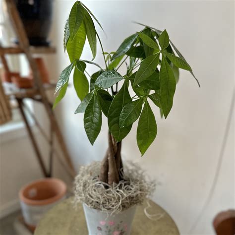 Image result for How to Braid a Money Tree