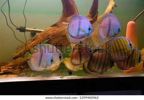 Image result for Discus Fish School