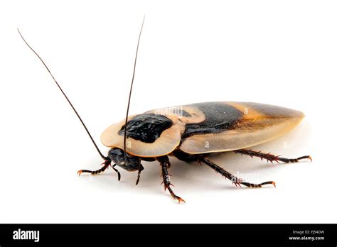 Image result for Cockroach Side View