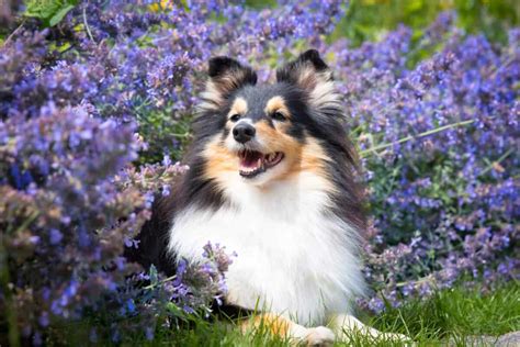 Image result for Mini Sheltie
