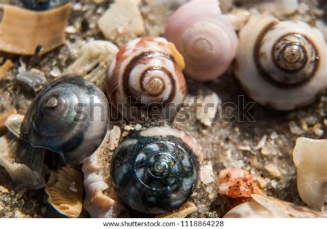 Image result for Ruby Shell St. Louis