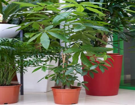 Image result for How to Braid a Money Tree