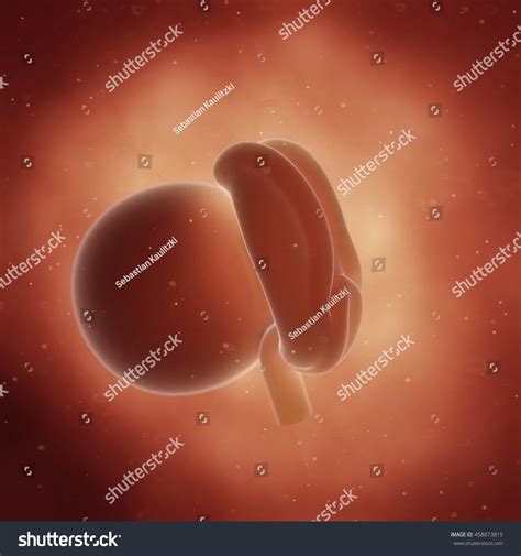 Image result for 4 Week Embryo