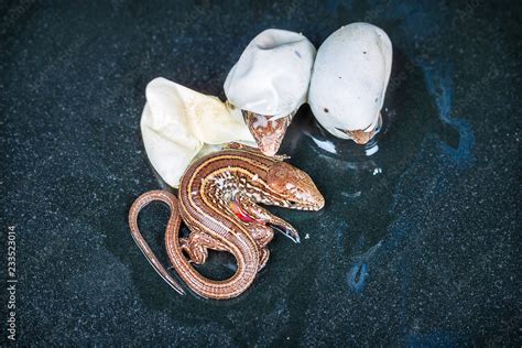 Image result for Lizard Hatching