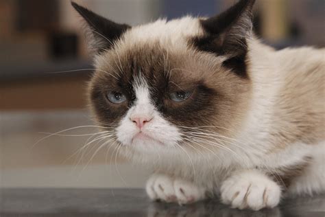 Image result for Grumpy Cat Owner