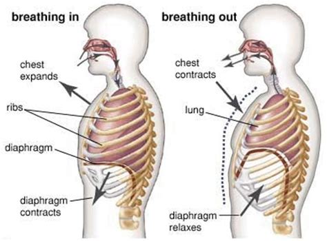 Image result for Inhalation Exercises