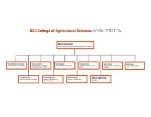 nonprofit organization chart template | Bogiolo