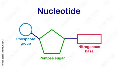 chemical structure of DNA nucleotide Stock Vector | Adobe Stock