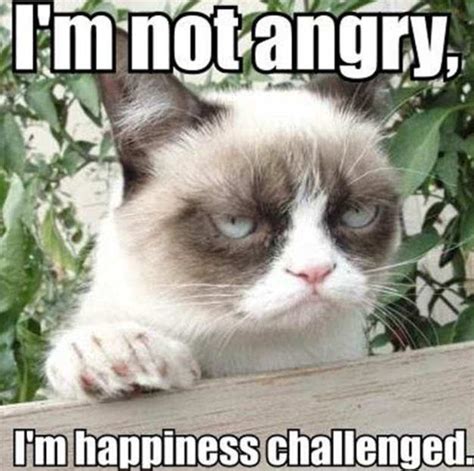 Image result for Grumpy Cat Angry