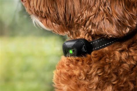 Image result for Best Training Collars for Dogs