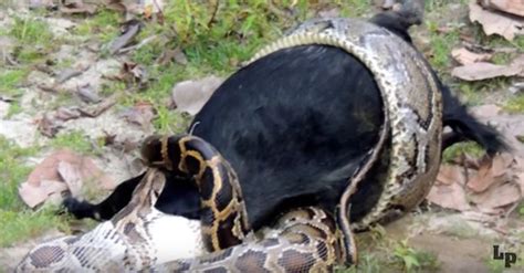Image result for 20 Foot Python