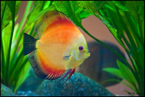 Image result for Peppered Discus