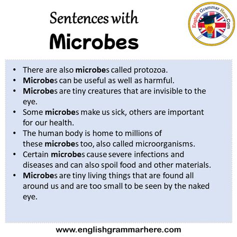 Image result for Modifiers in Sentences
