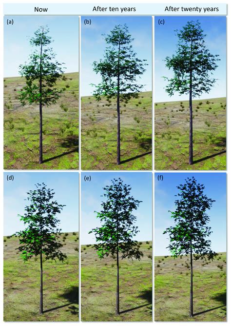 Image result for Example of Morphological Change