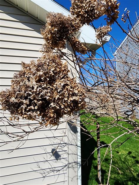 Image result for How to Prune Hydrangea Tree