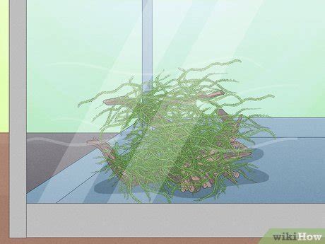 Image result for How to Grow Java Moss