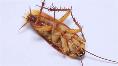 Image result for Cockroach On Its Back