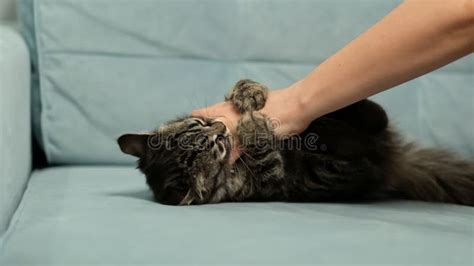 Image result for Cat Training Hand Aggression