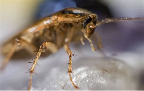 Image result for Poisonous Cockroach