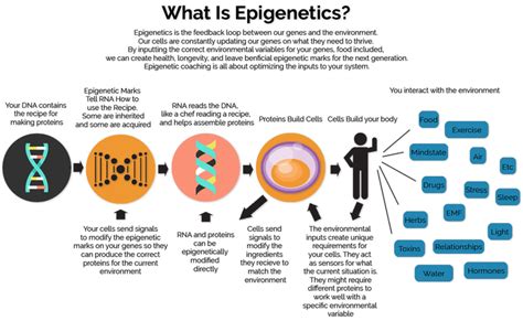 Image result for Epigenetics How Does Work
