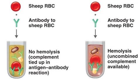 Image result for Complement Fixation Animation
