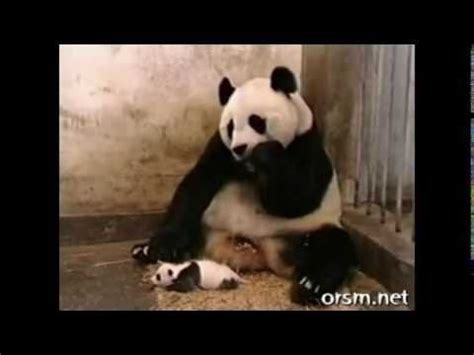 Image result for Sneezing Panda Exploding