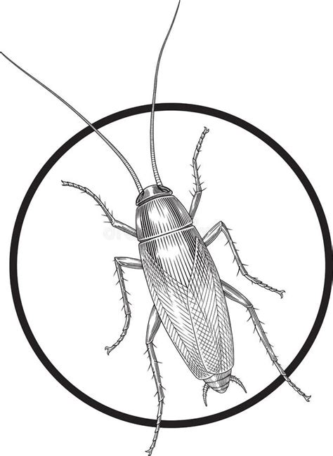 Image result for Cockroach Line Art