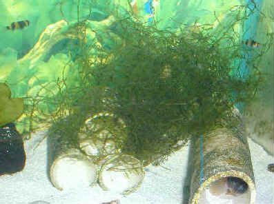 Image result for How to Grow Java Moss