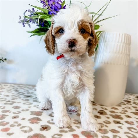 Image result for Red Cavapoo Dog Collar