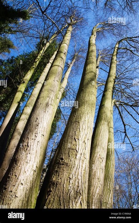 Image result for Multiple Tree Trunks