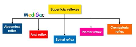 Image result for Extrapyramidal System Examination Paediatrics